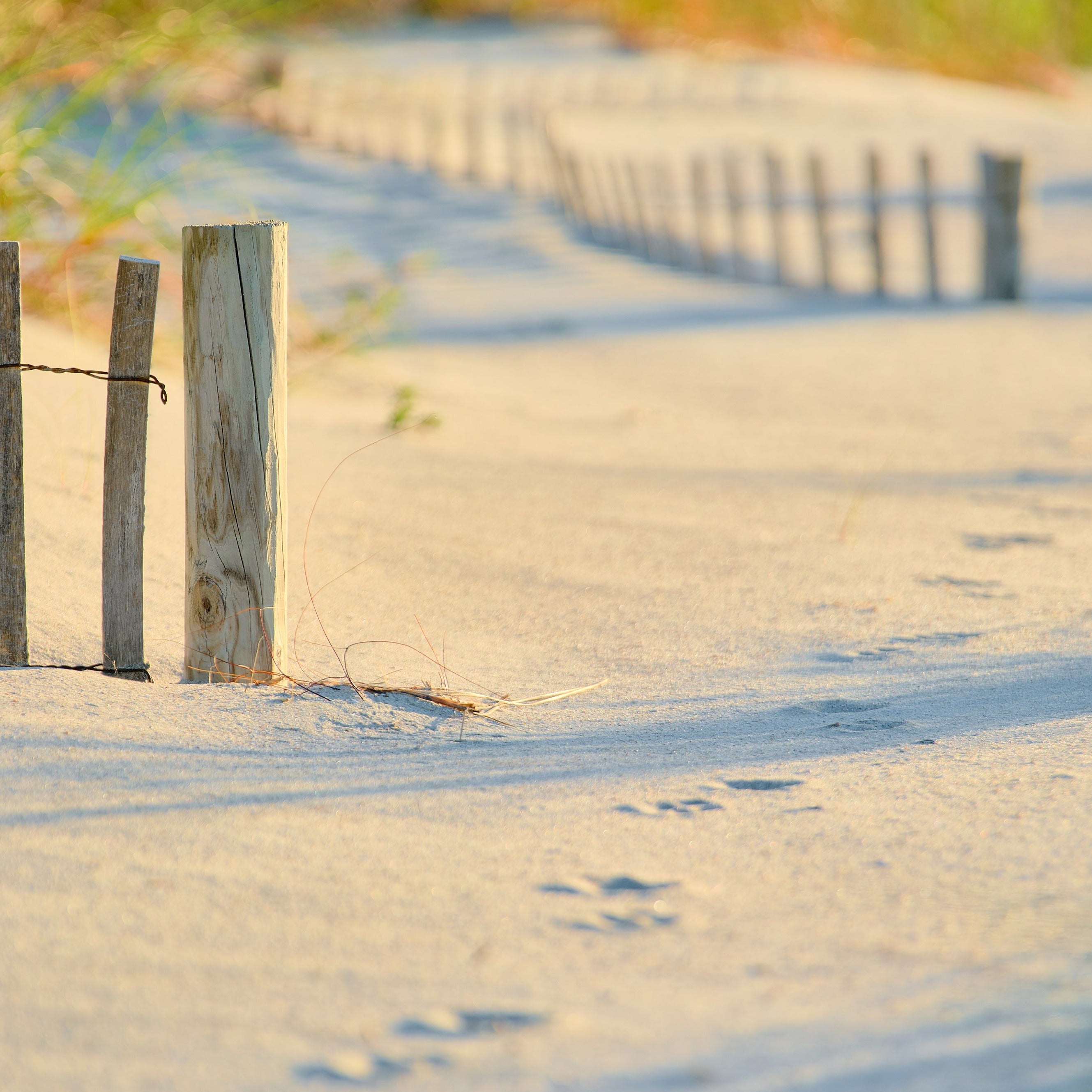 Dune Tracks – The Gallery at Sweetgrass, Wild Dunes Resort